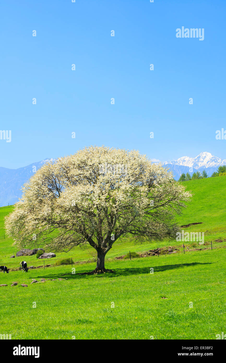 Blooming Pear Tree in Yatsugatake farm, Yamanashi, Japan Stock Photo ...