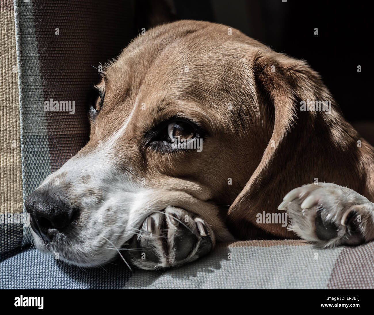 Resting head on arm hi-res stock photography and images - Alamy