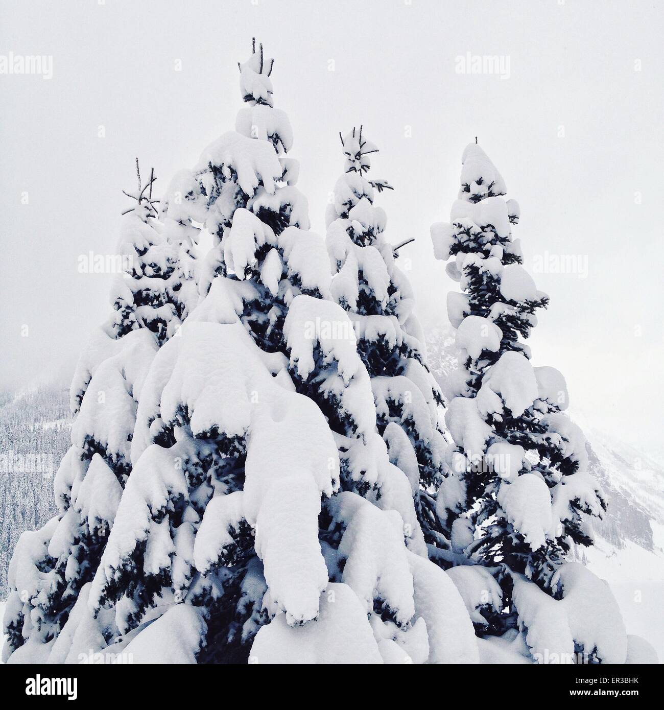 Snow covered tree tops Stock Photo - Alamy