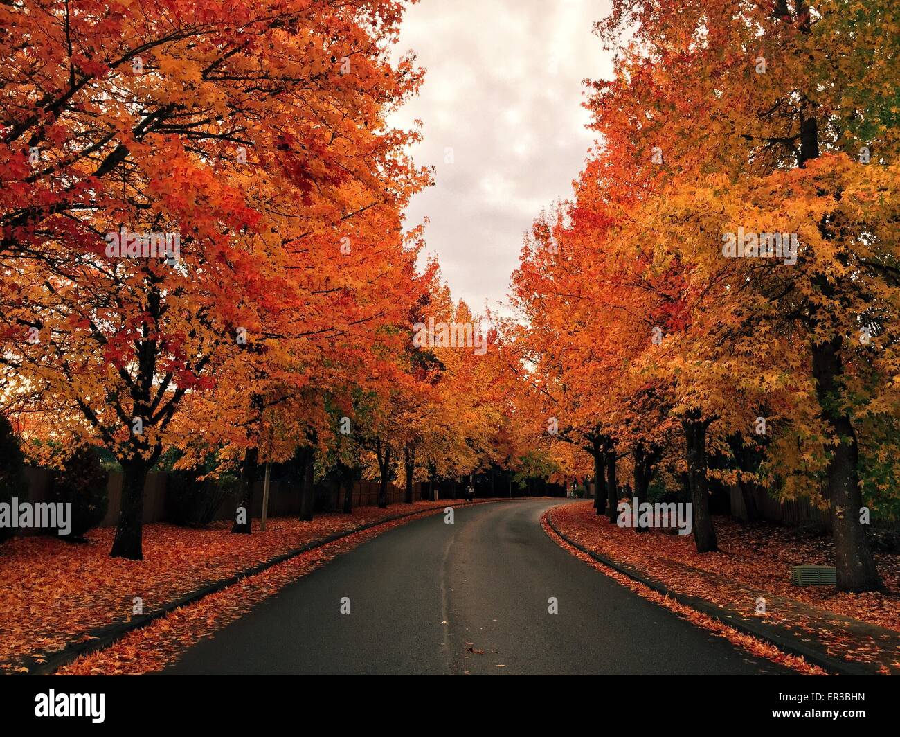 Fall tree lined road hi-res stock photography and images - Alamy