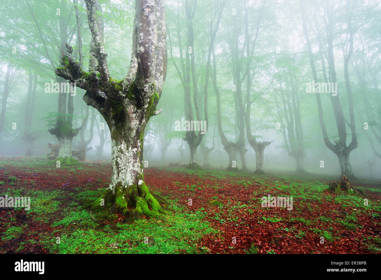 Fog spring hi-res stock photography and images - Alamy