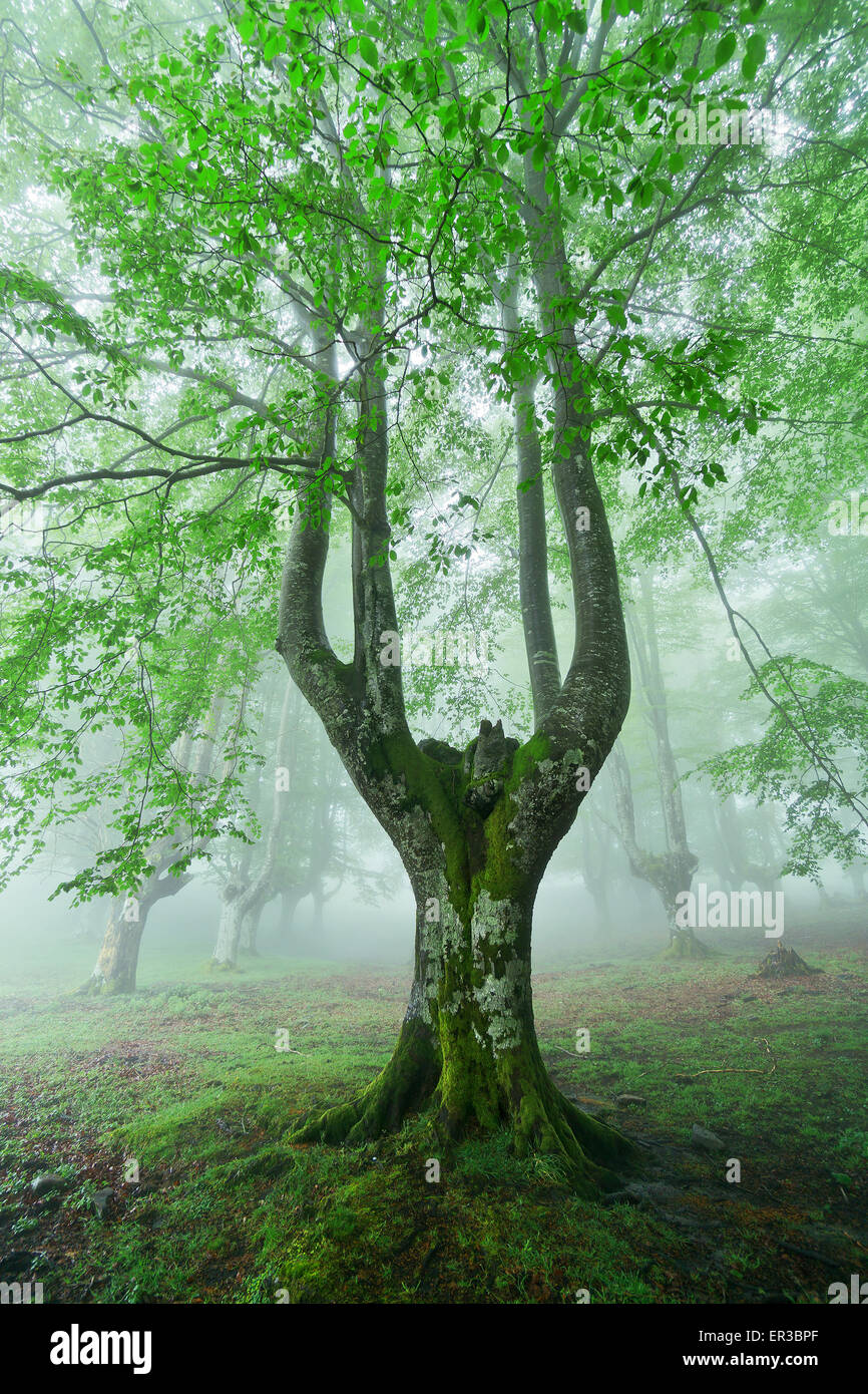 forest with fog in spring Stock Photo - Alamy