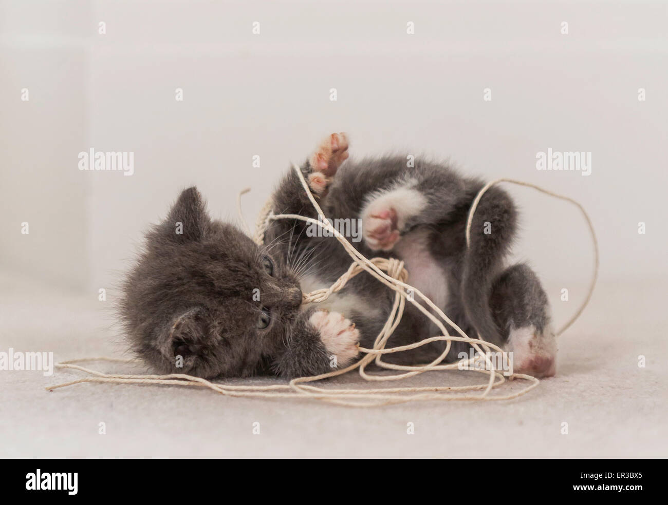 Kitten playing with a piece of string Stock Photo - Alamy