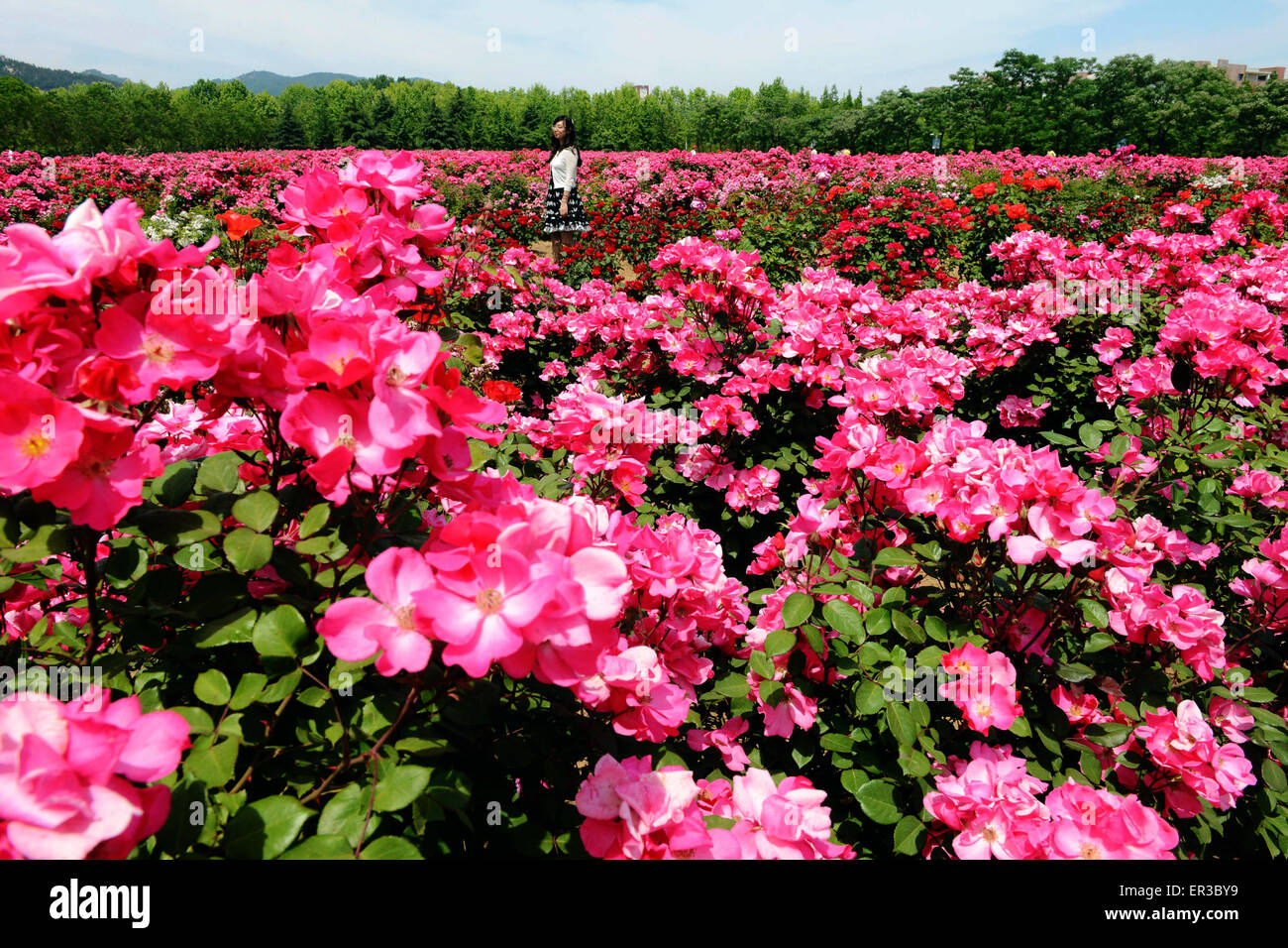 (150526) --QINGDAO, May 26, 2015 (Xinhua) -- A student views the ...