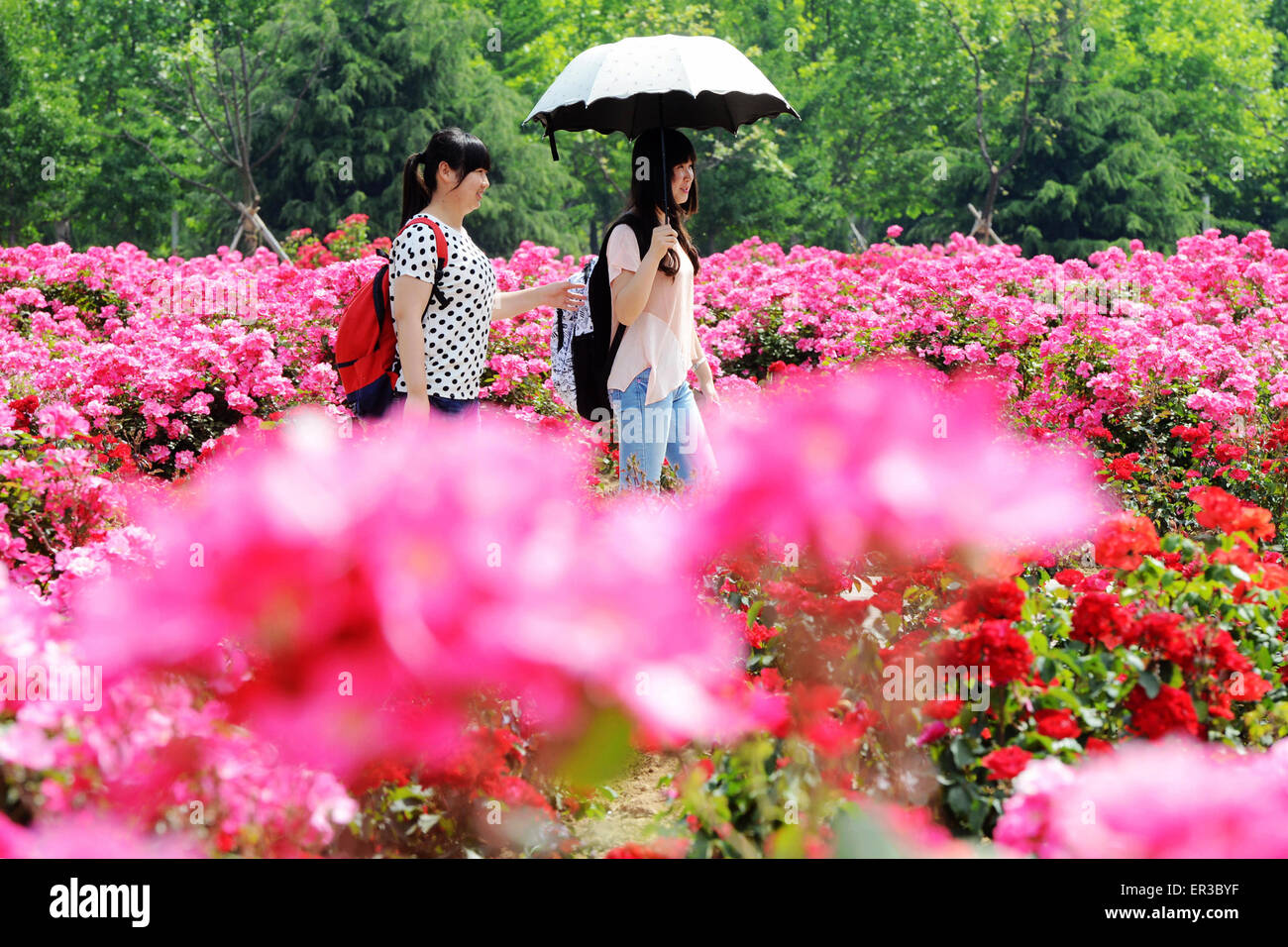 (150526) --QINGDAO, May 26, 2015 (Xinhua) -- Students walk through the ...