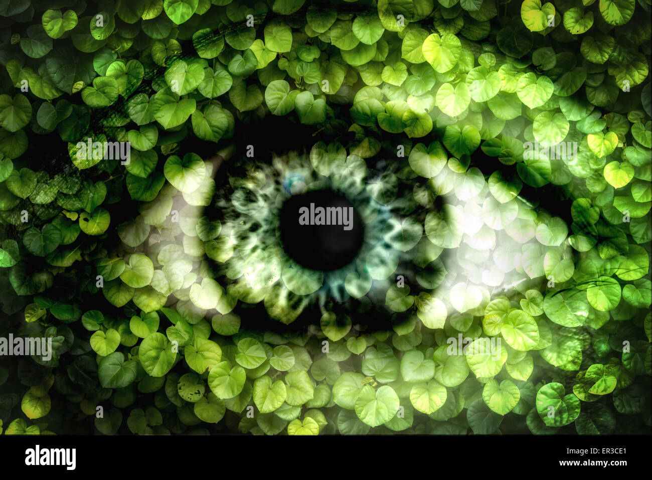 Double exposure of a human eye and wall of ivy Stock Photo - Alamy