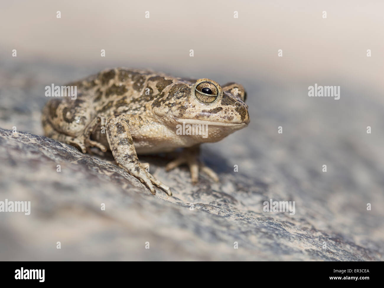 Arabian toad (Bufo arabicus), Sharjah, UAE Stock Photo - Alamy