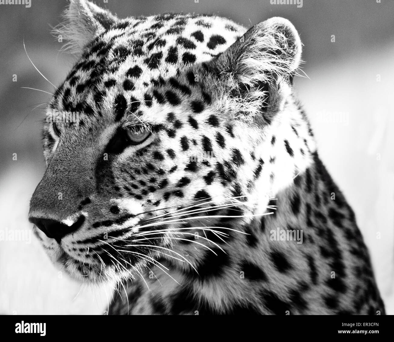 Leopard Black and White Stock Photos & Images - Alamy