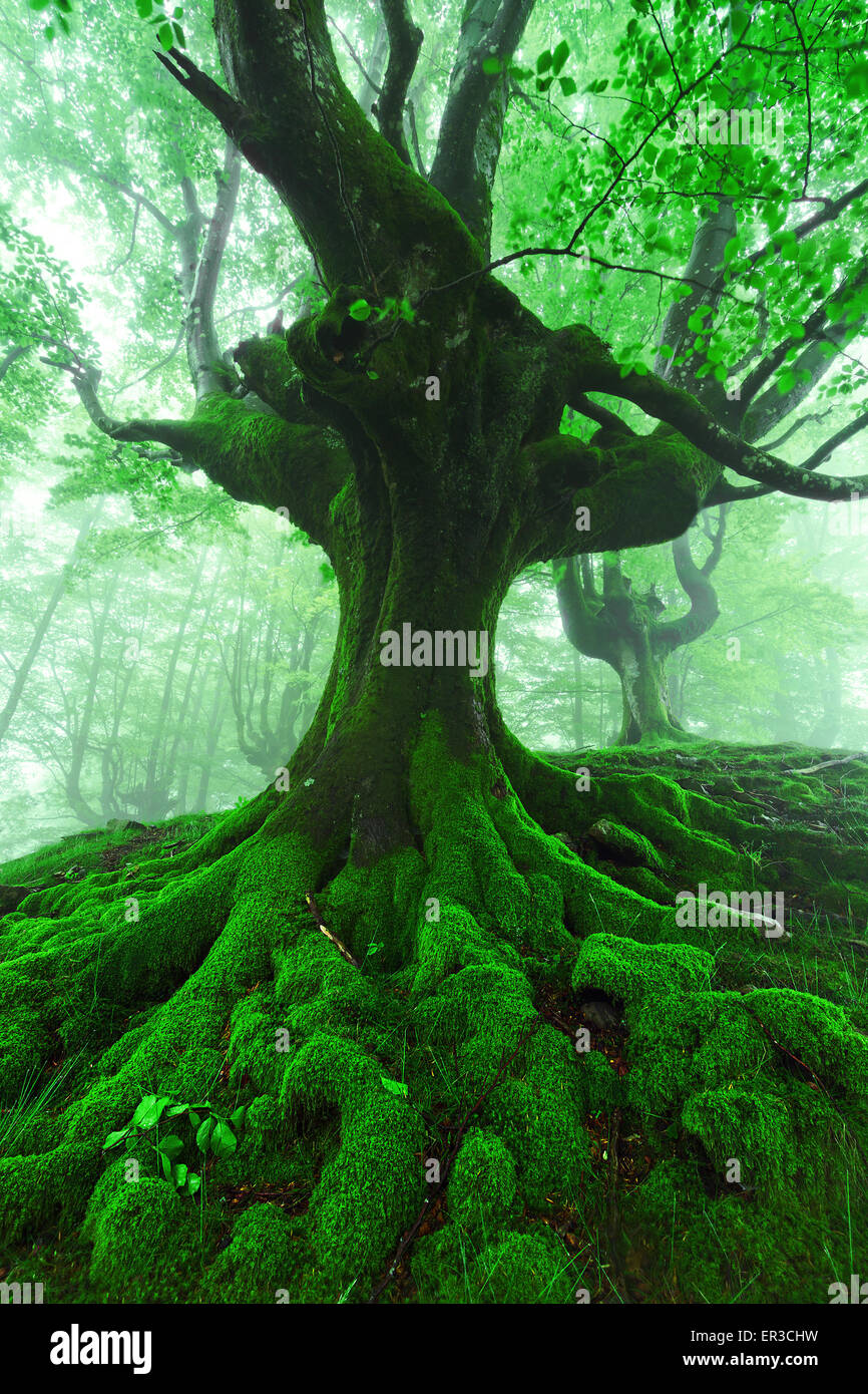 tree with twisted roots in a foggy forest Stock Photo - Alamy