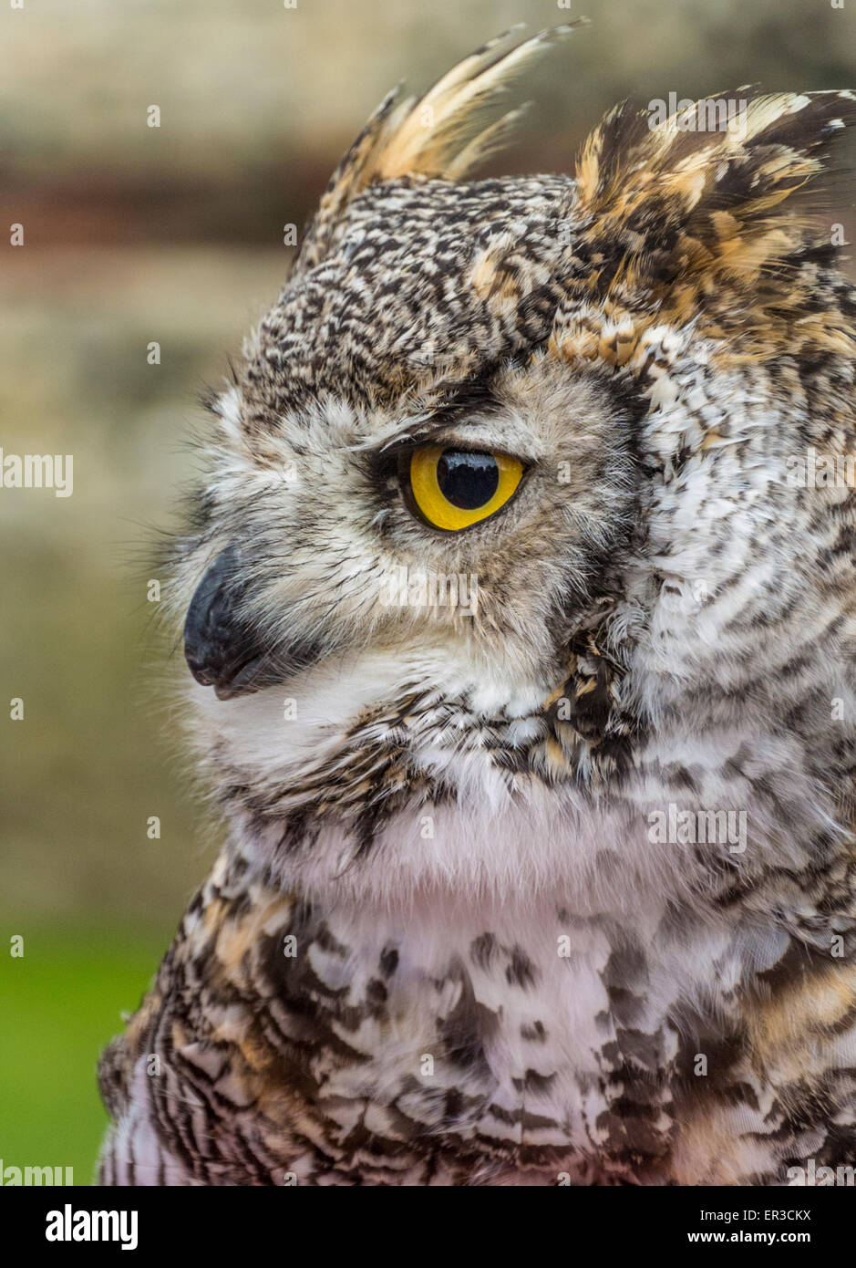 Canadian Great horned owl Stock Photo - Alamy