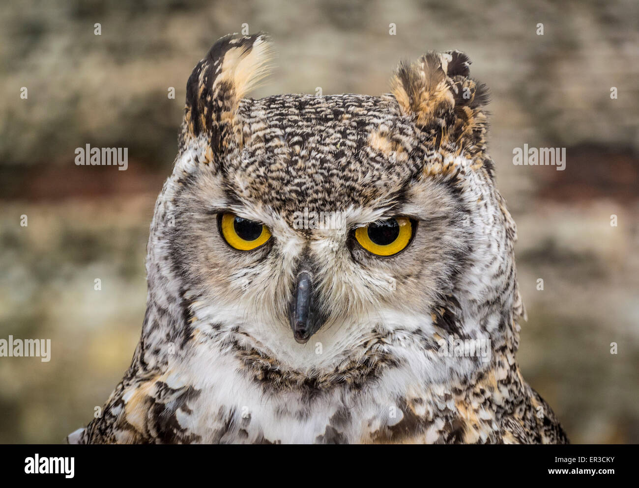 Canadian Great horned owl Stock Photo - Alamy