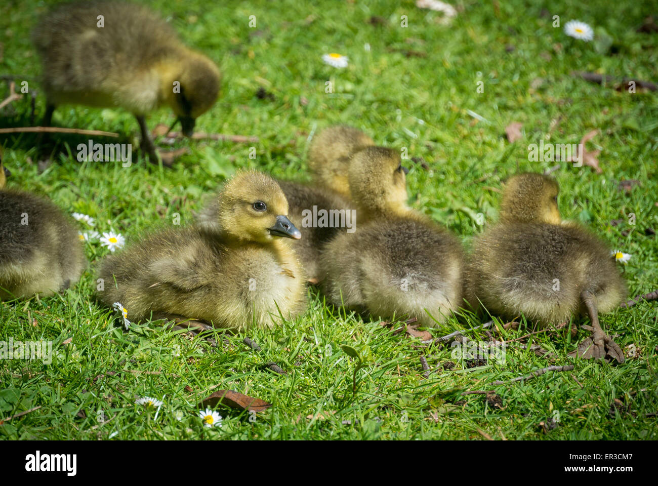 Gosling chicks hi-res stock photography and images - Alamy
