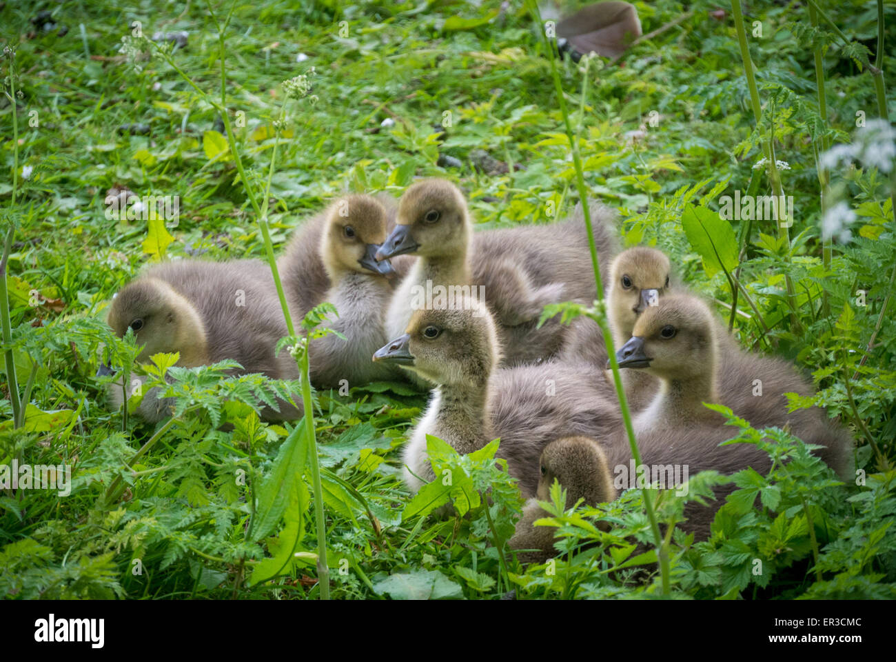 Baby Geese Goslings High Resolution Stock Photography and Images - Alamy