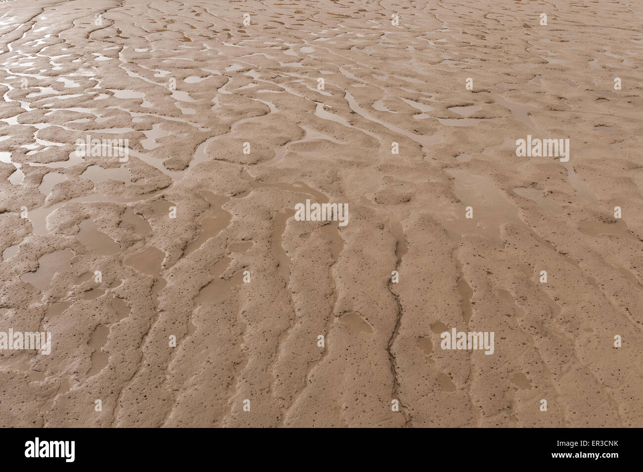 meandering pools and puddles left in silt and mud in River Thames ...