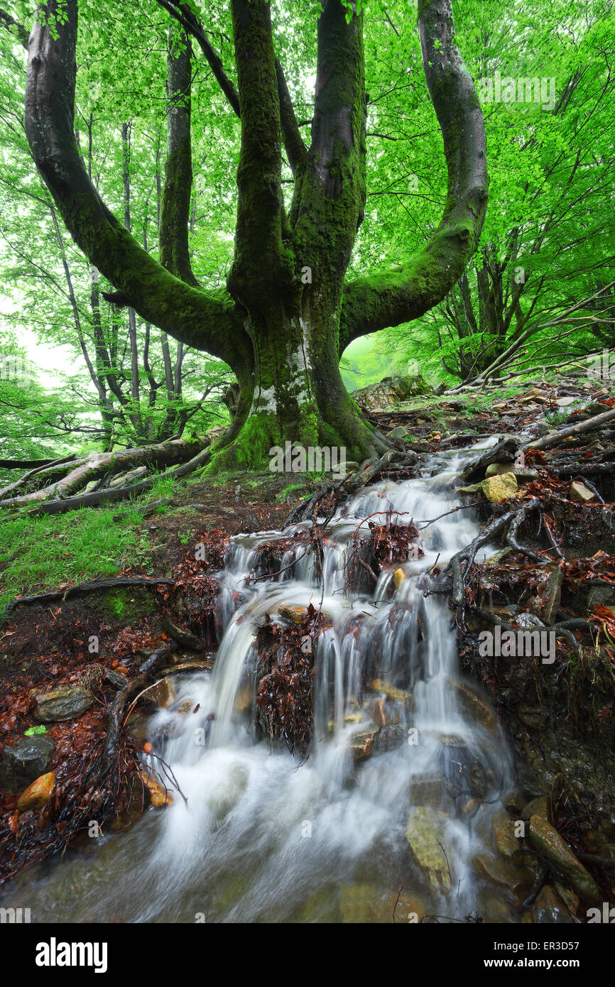Waterfall natural cascade tree hi-res stock photography and images - Alamy