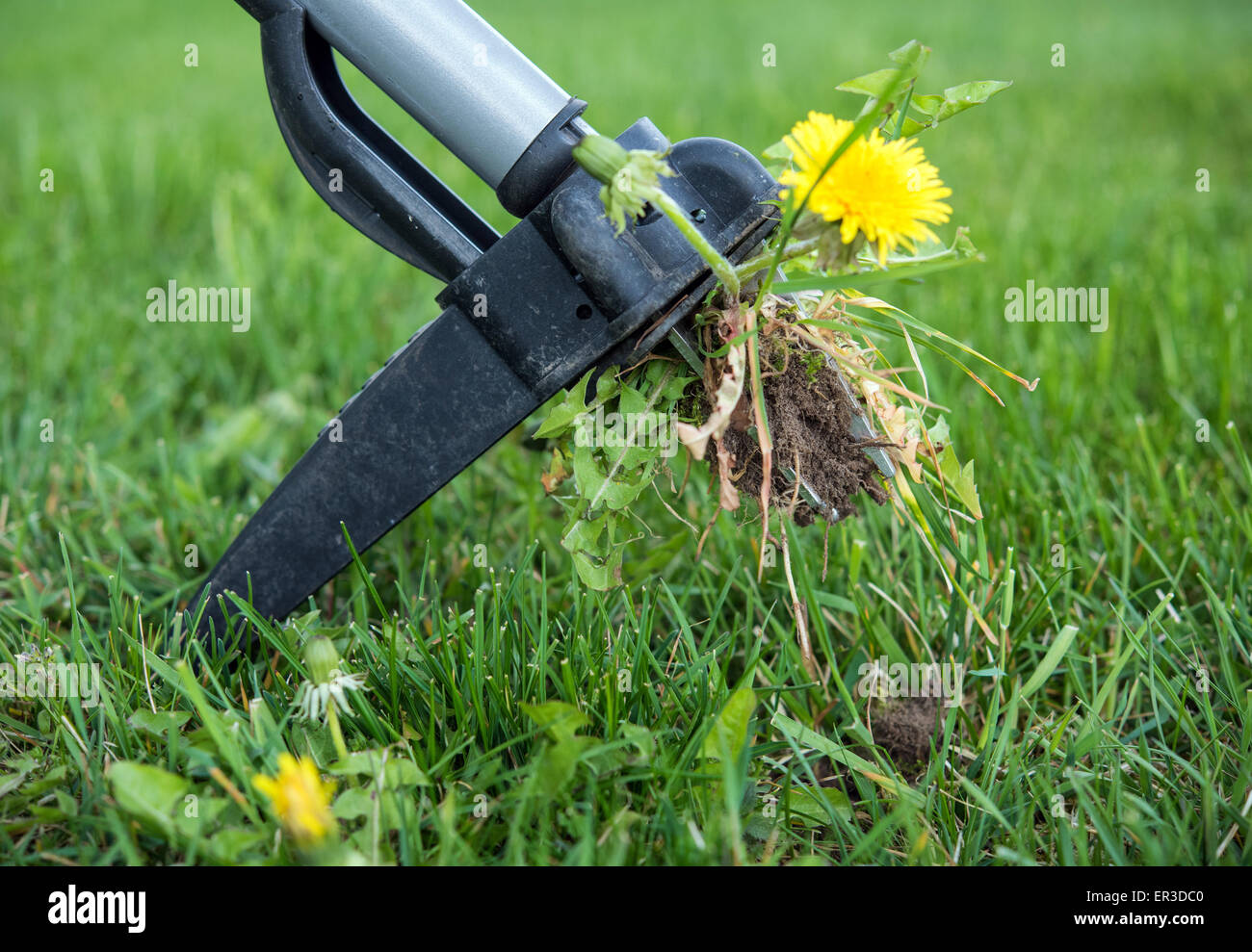 A dandelion has been removed from the lawn with a spud, photographed in ...