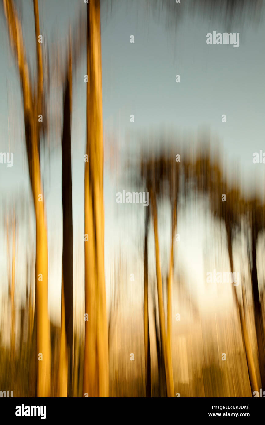 Blurred movement trees hi-res stock photography and images - Alamy