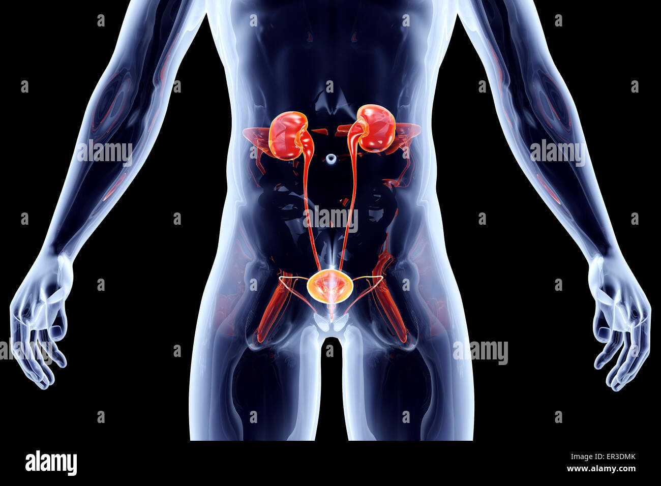 The human urinary system. 3D rendered anatomical illustration Stock ...