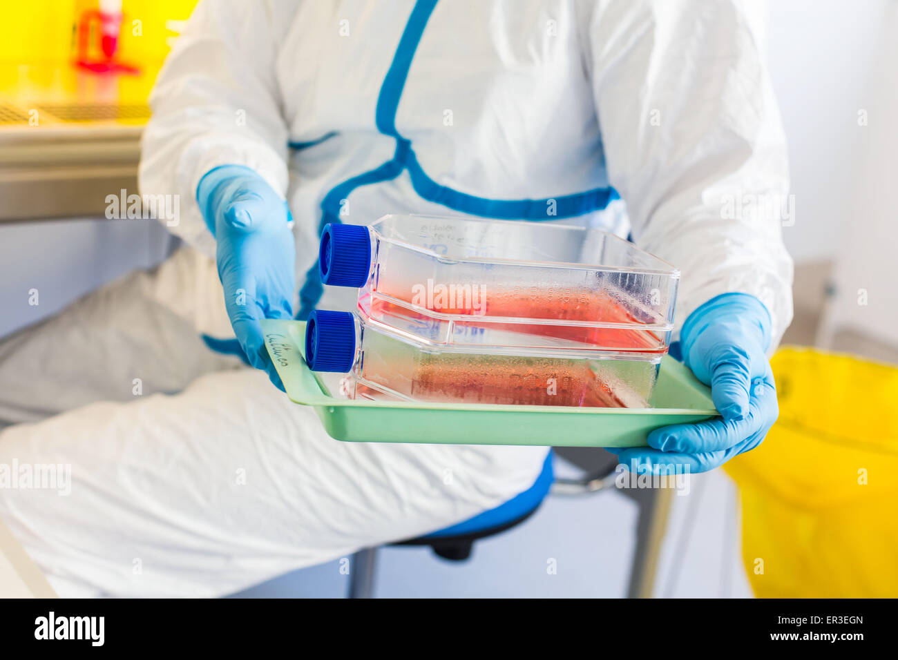 Cells culture examination, manipulations in P3 laboratory, Biology and ...