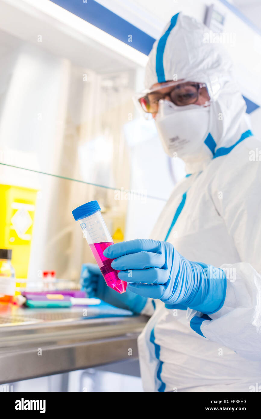 Cells culture examination, manipulations in P3 laboratory, Biology and ...