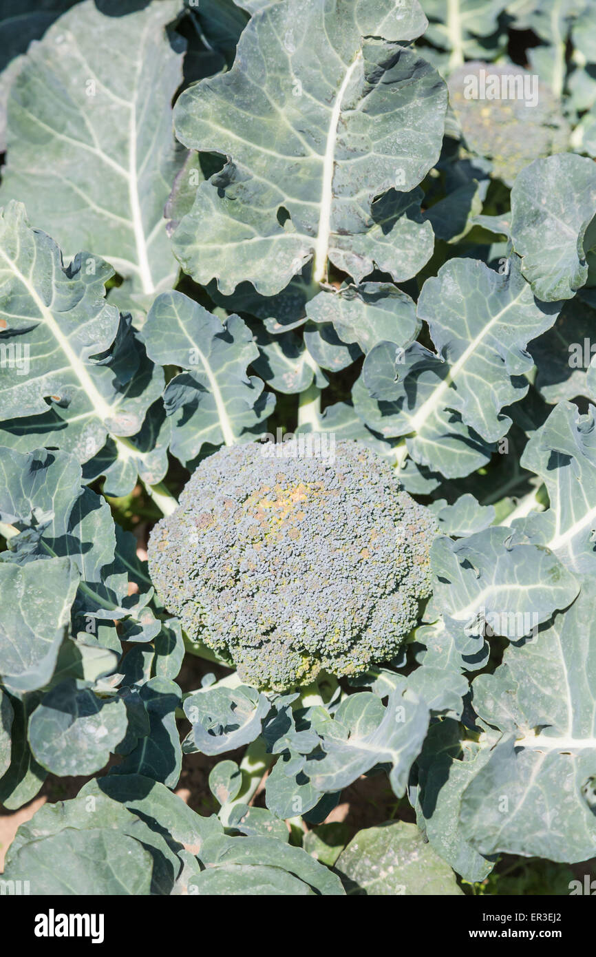 Brocoli hi-res stock photography and images - Alamy