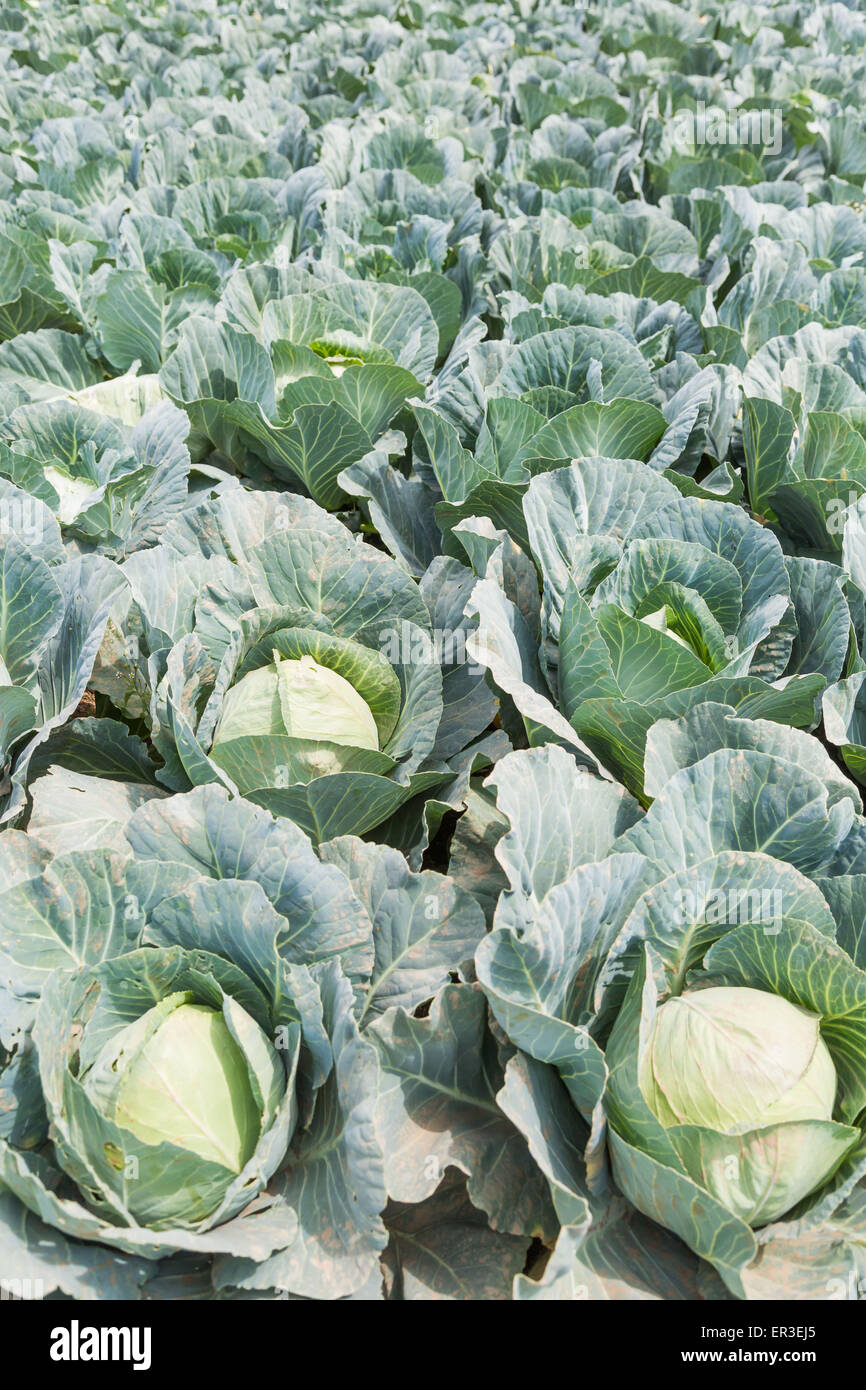 Green cabbage hi-res stock photography and images - Alamy