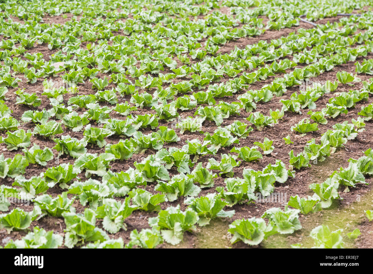 Plantation food hi-res stock photography and images - Alamy