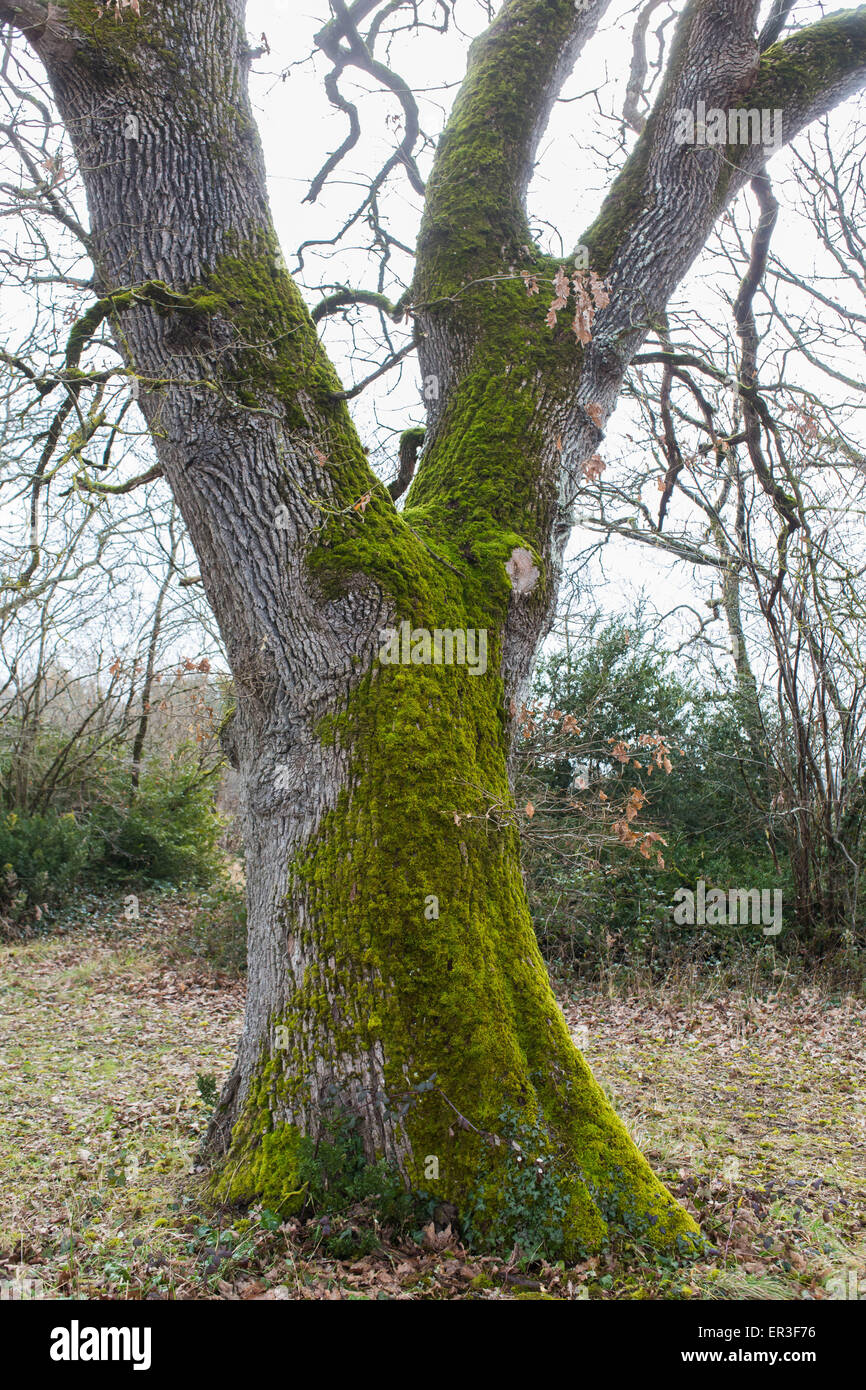 Foam tree hi-res stock photography and images - Alamy