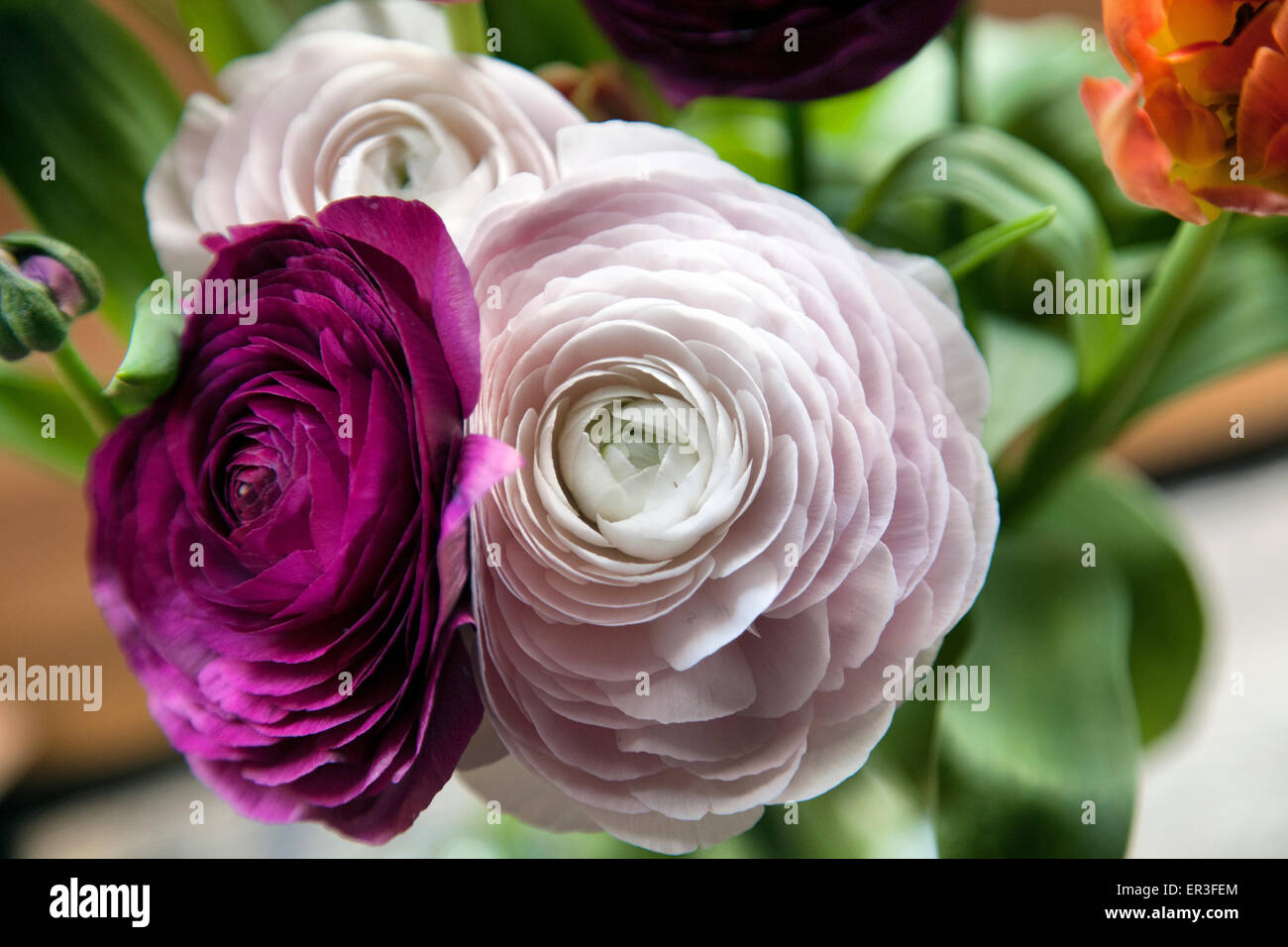 Cut Ranunculus Flowers Stock Photo - Alamy