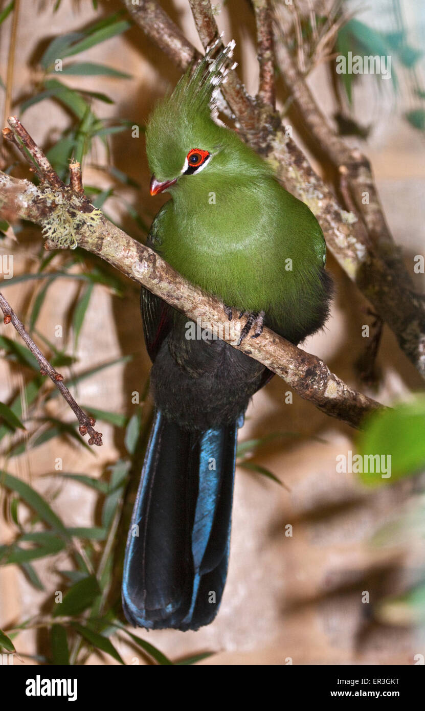 Schalow's Turaco (tauraco schalowi Stock Photo - Alamy