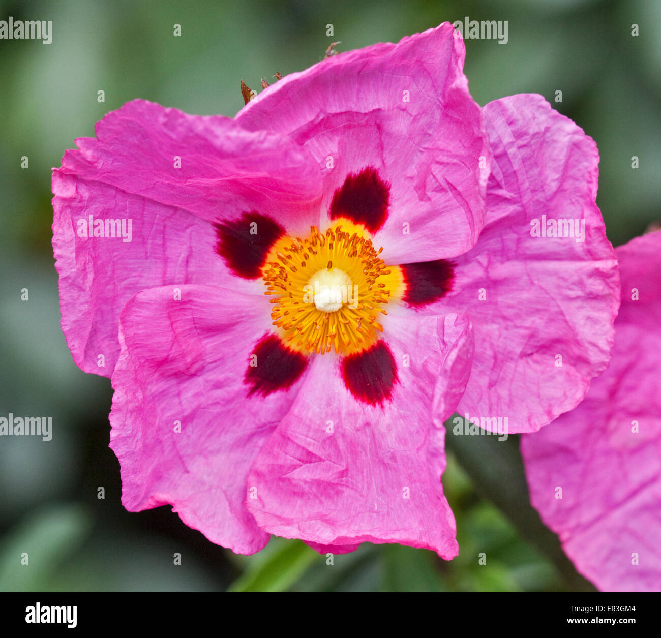 Cistus Purpureus (Rock Rose Stock Photo - Alamy