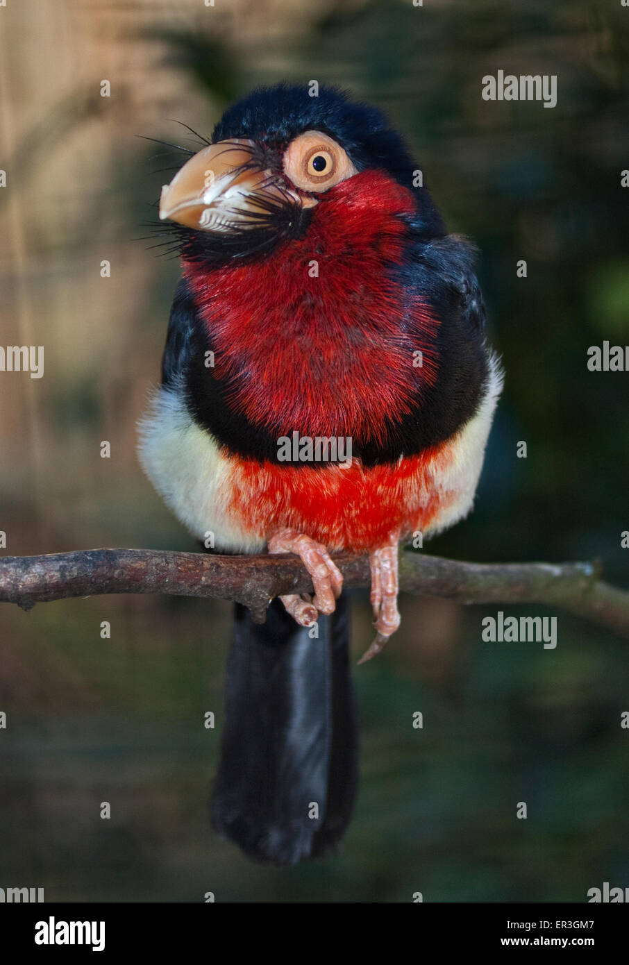 Bearded Barbet (lybius dubius Stock Photo - Alamy