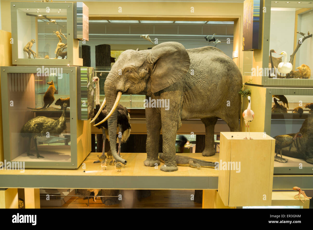 The Great North Museum: Hancock, Newcastle upon Tyne, England, UK Stock ...