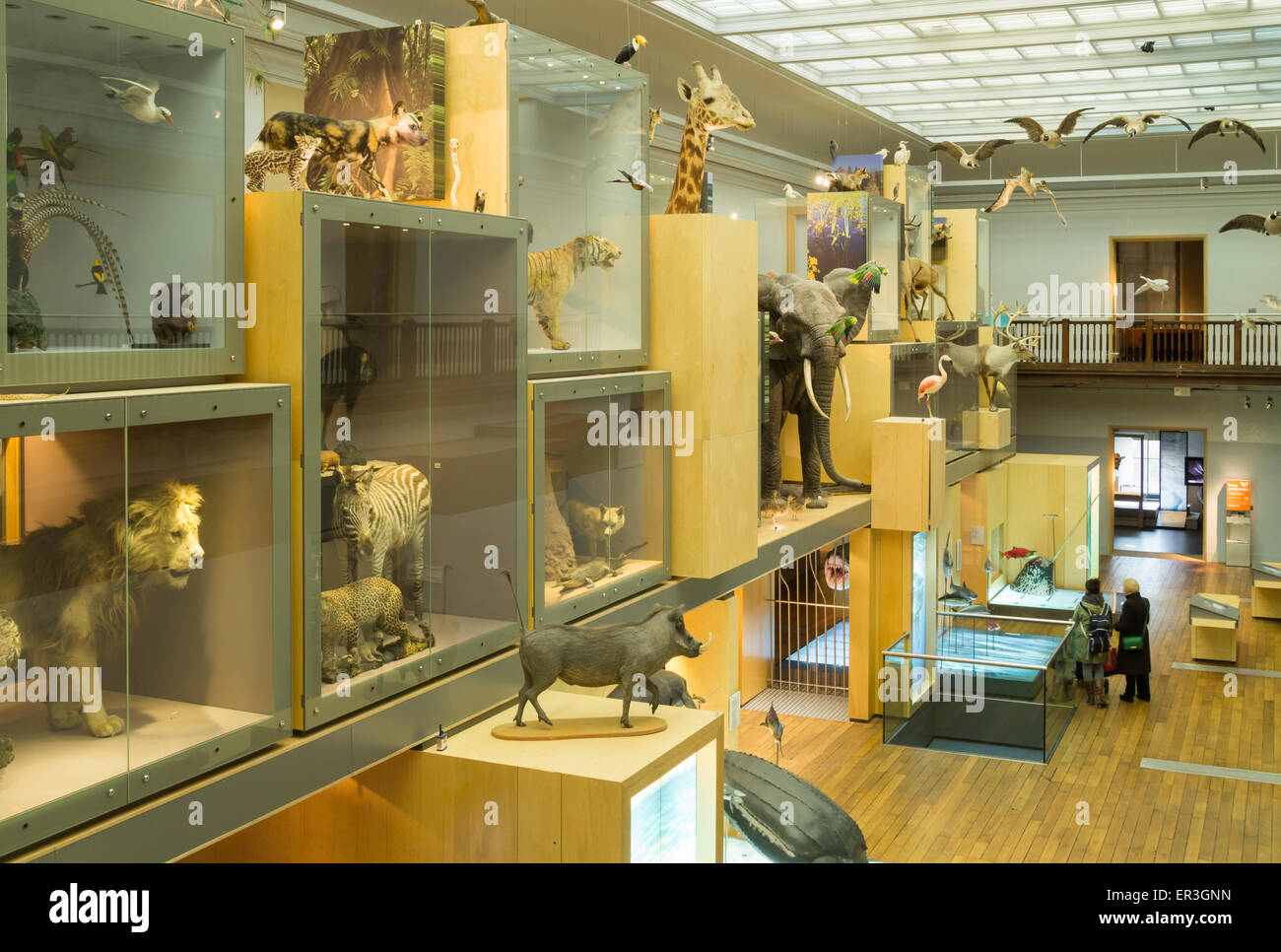 The Great North Museum: Hancock, Newcastle upon Tyne, England, UK Stock ...