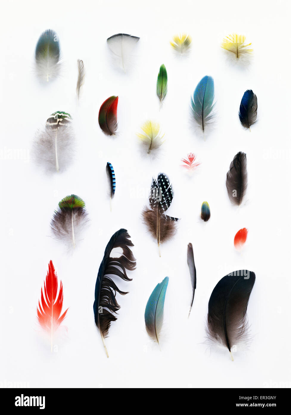 Feather collection hi-res stock photography and images - Alamy