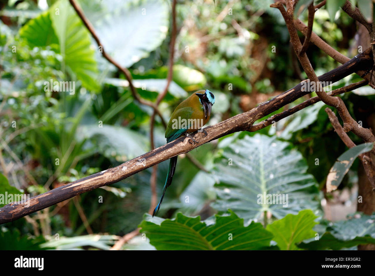 Motmot mexico tail hi-res stock photography and images - Alamy