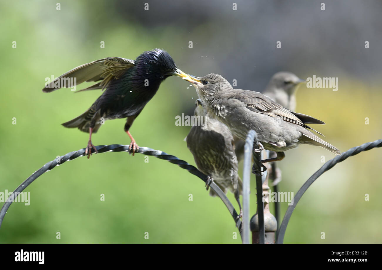 Funny starlings hi-res stock photography and images - Alamy