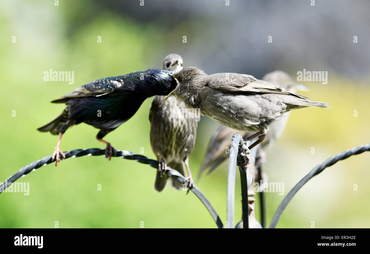 Starling sturnus vaulgaris hi-res stock photography and images - Alamy