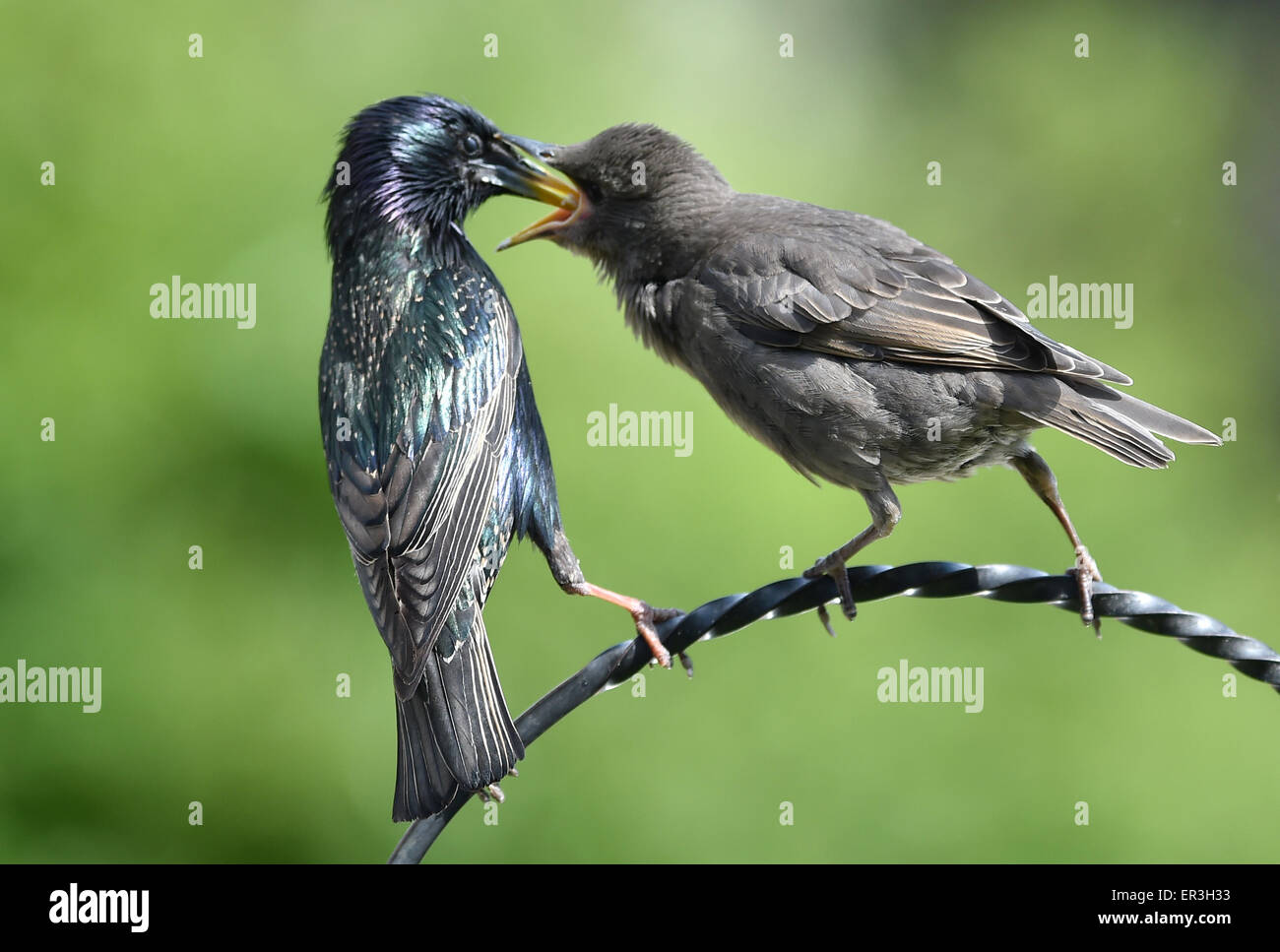 Funny starlings hi-res stock photography and images - Alamy