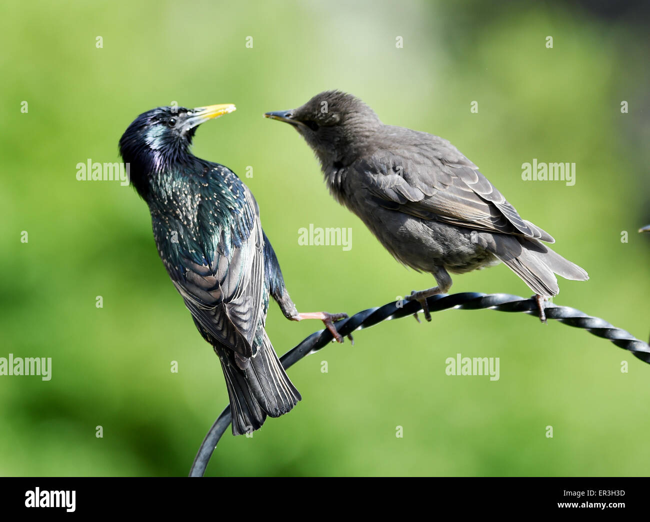 Funny starlings hi-res stock photography and images - Alamy