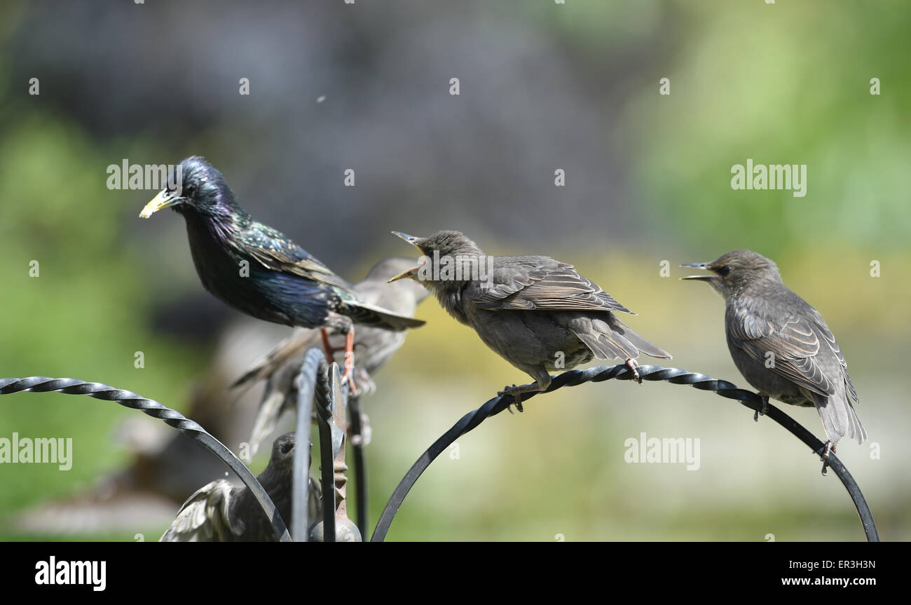 Brighton, UK. 26th May, 2015. Newly fledged and extremely hungry baby ...