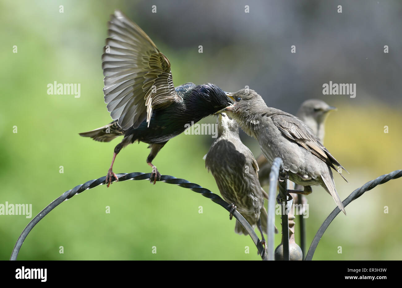 Baby starling uk hi-res stock photography and images - Alamy