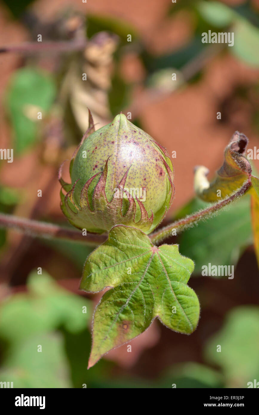 Gossypium genus hi-res stock photography and images - Alamy