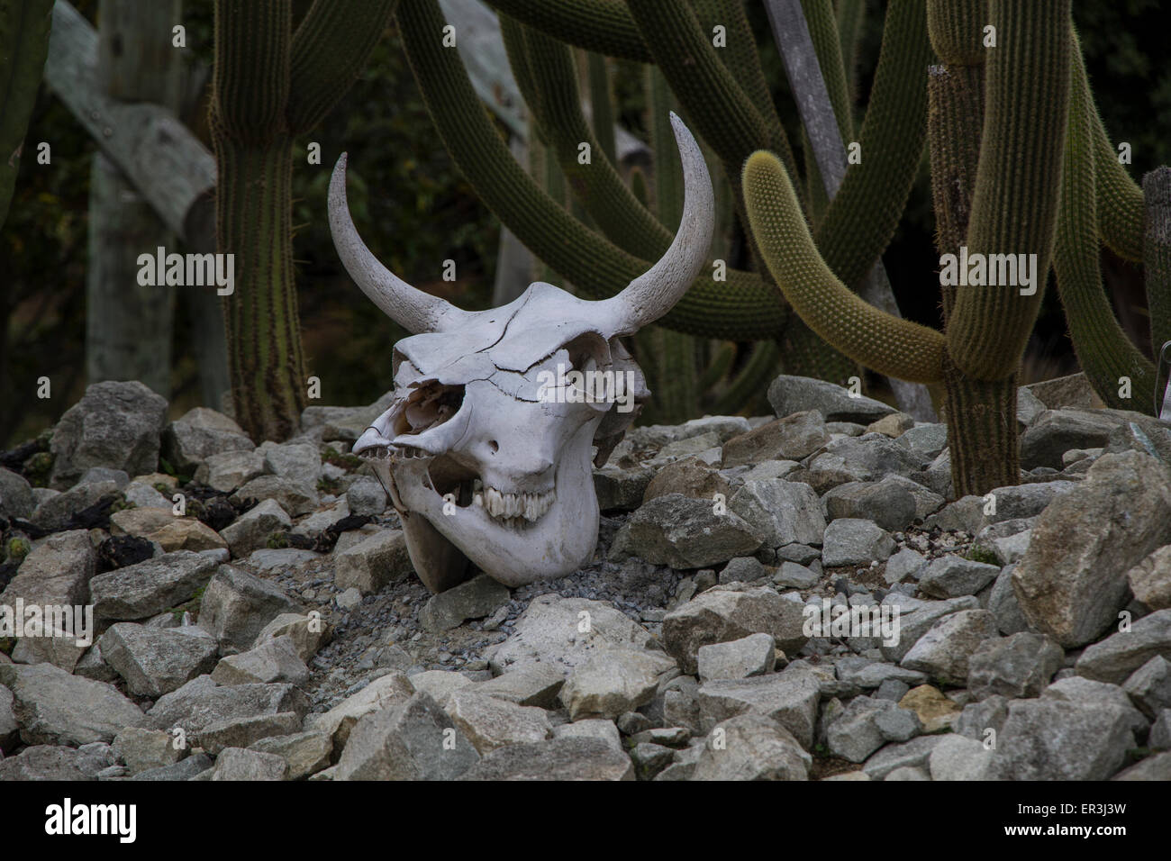 Bison skeleton hi-res stock photography and images - Alamy