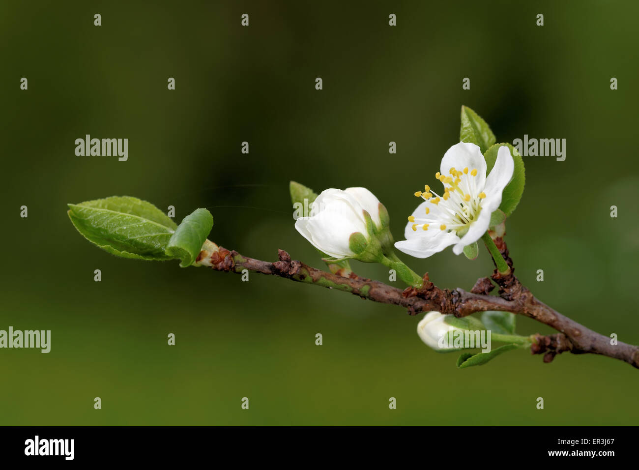 Plum is a fruit of the subgenus Prunus of the genus Prunus, flowers in ...