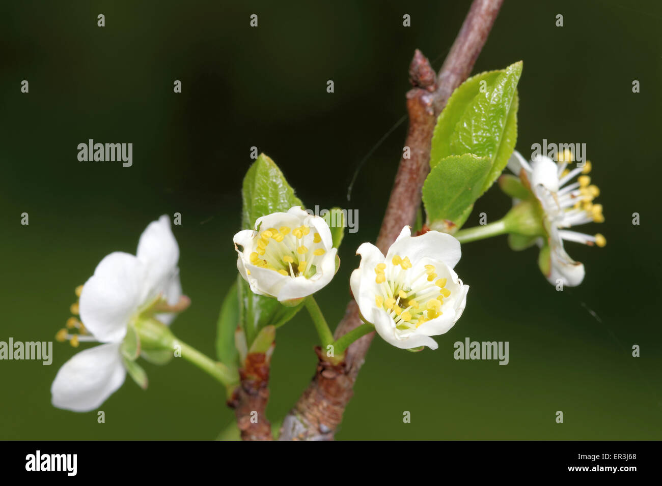 Plum is a fruit of the subgenus Prunus of the genus Prunus, flowers in ...