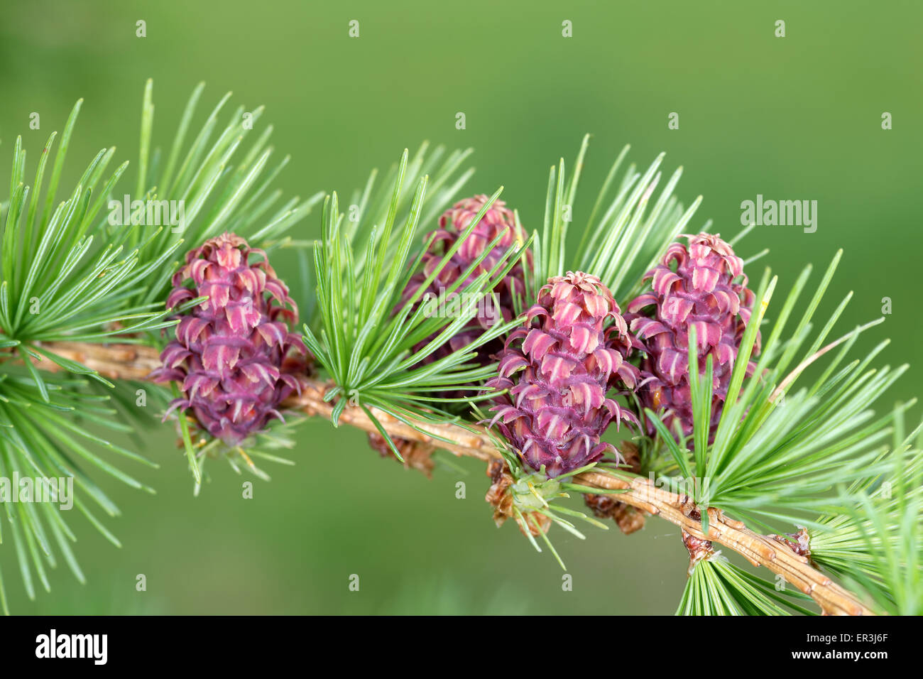 Ovulate cones (strobiles) of larch tree, spring, end of May Stock Photo ...