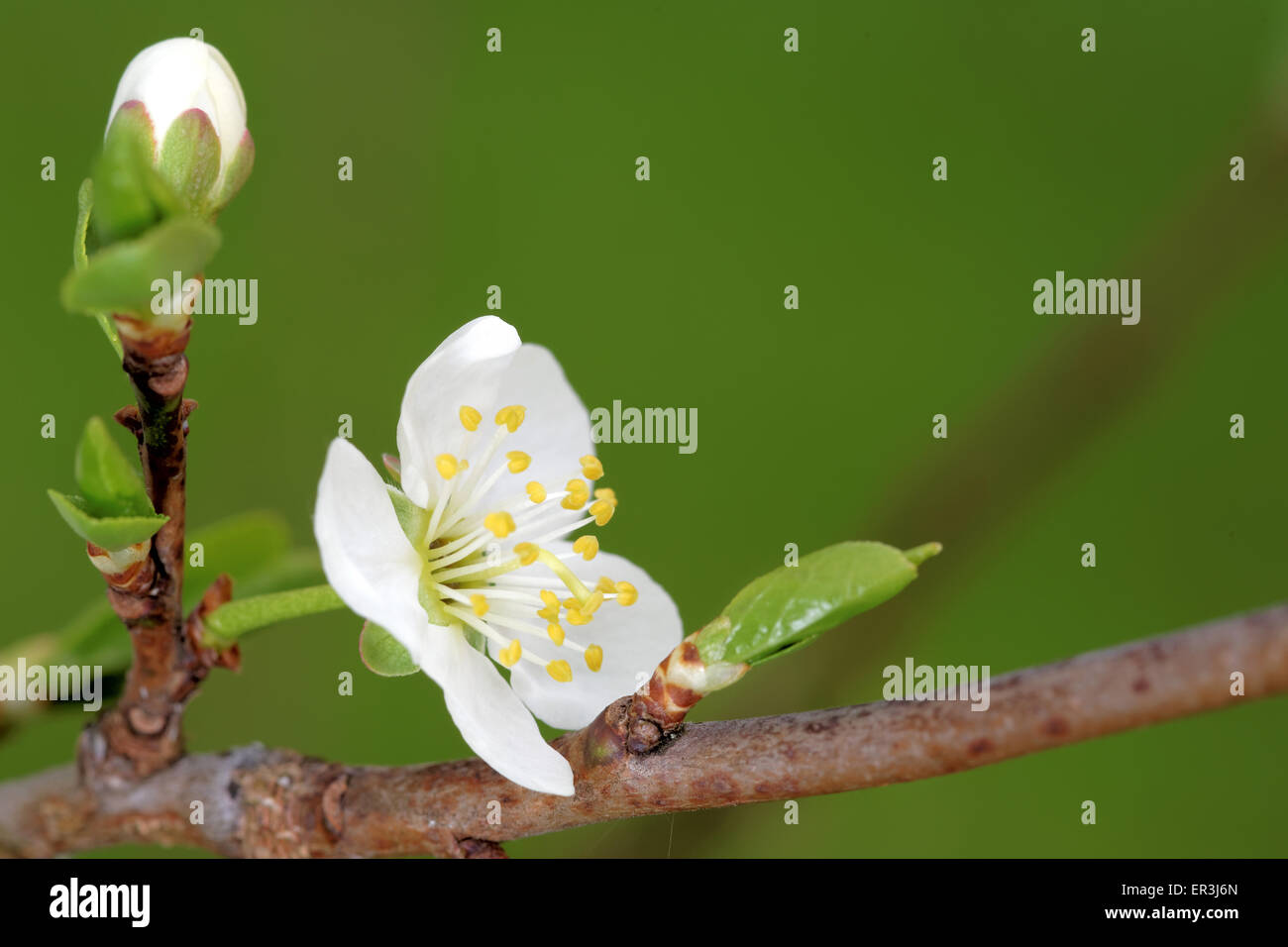Plum is a fruit of the subgenus Prunus of the genus Prunus, flowers in ...