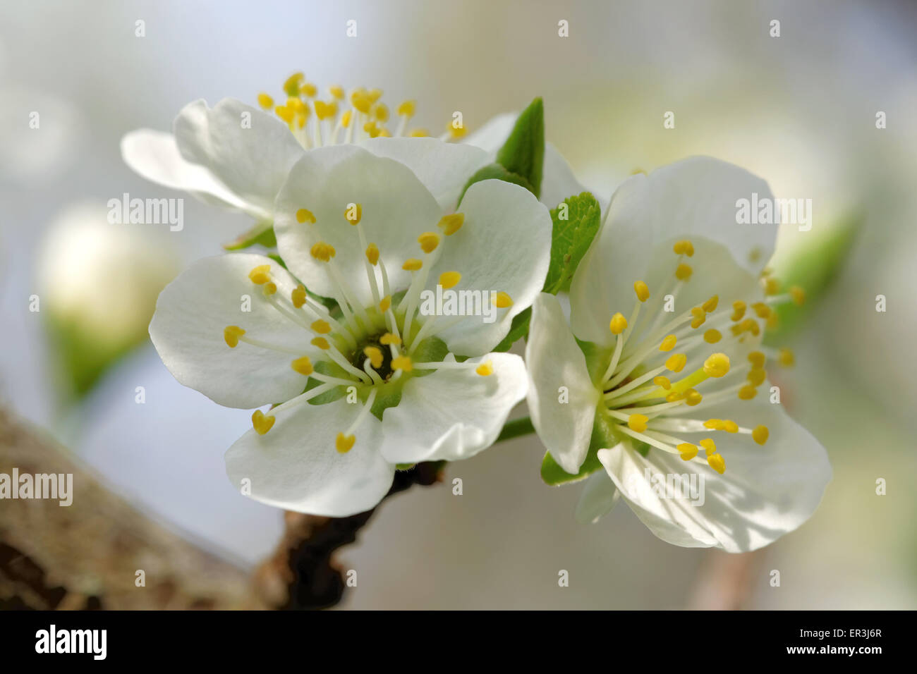 Plum is a fruit of the subgenus Prunus of the genus Prunus, flowers in ...