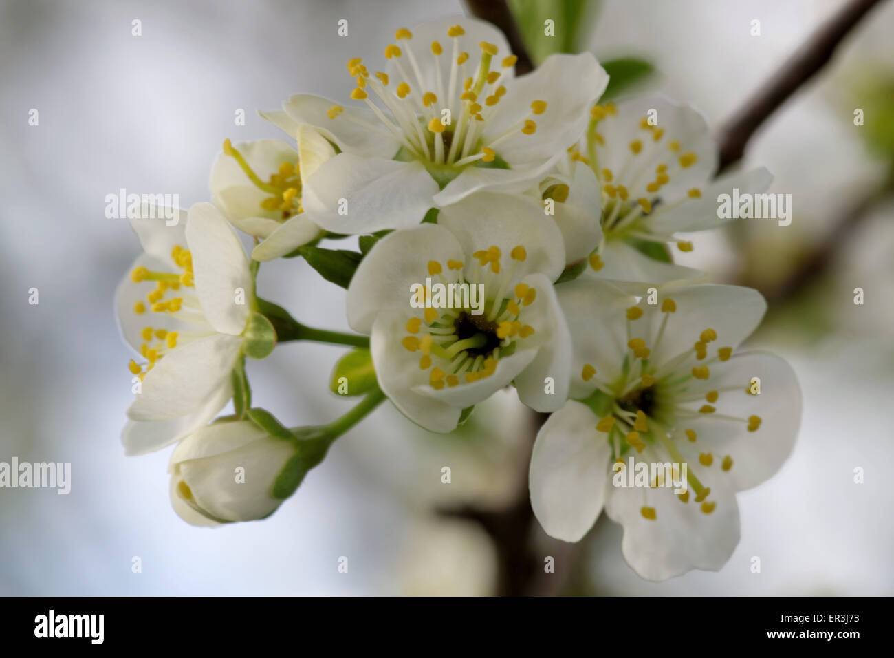 Plum is a fruit of the subgenus Prunus of the genus Prunus, flowers in ...